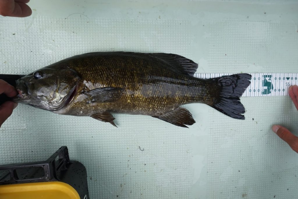 フィネスな展開でアブレなし遠征先の野尻湖で40upを釣るために | ikahime