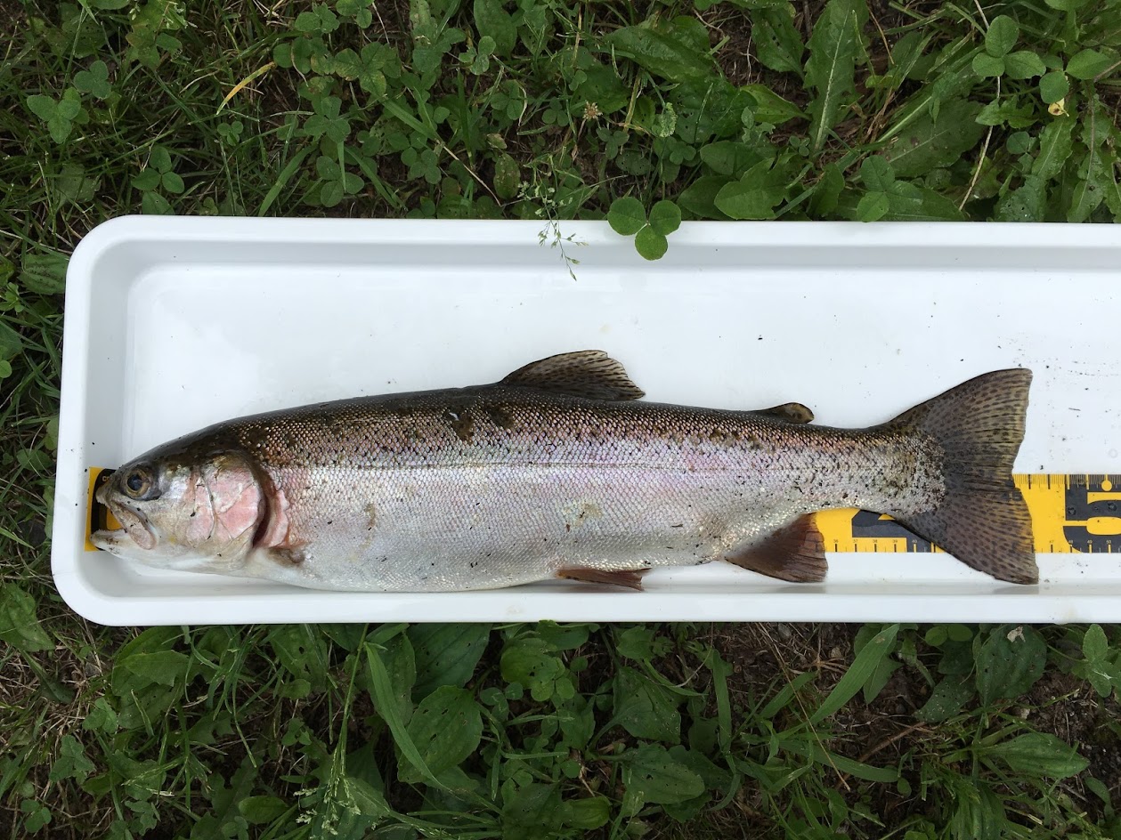 レンタルボート釣行にあると便利なアイテムまとめ30選。 | ikahime | 2ページ目