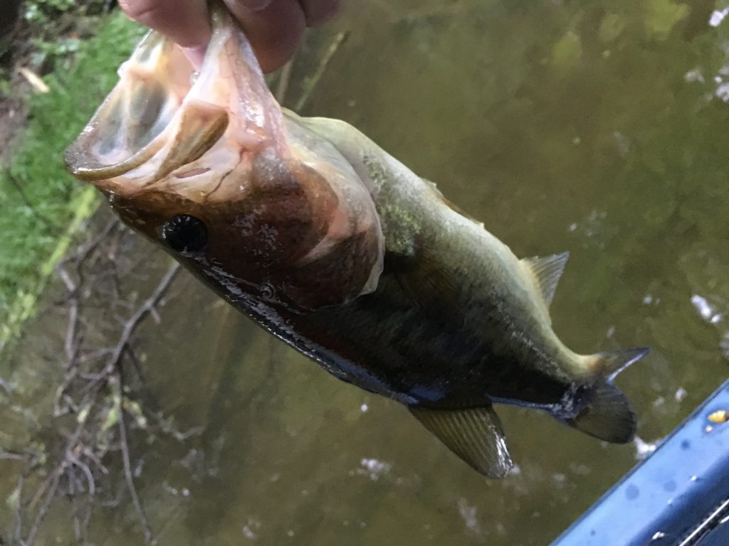 50upを求めて春の豊英ダムへバス釣りに行ってきた | ikahime