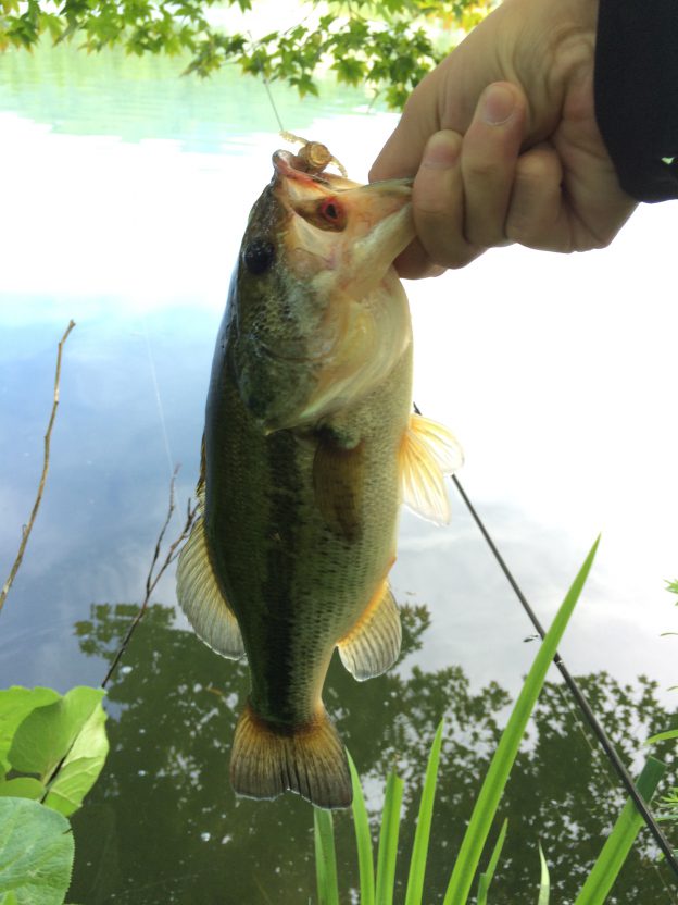 夏の白樺湖&蓼科湖で癒しのコバス釣り40UPも?? 前編 | ikahime