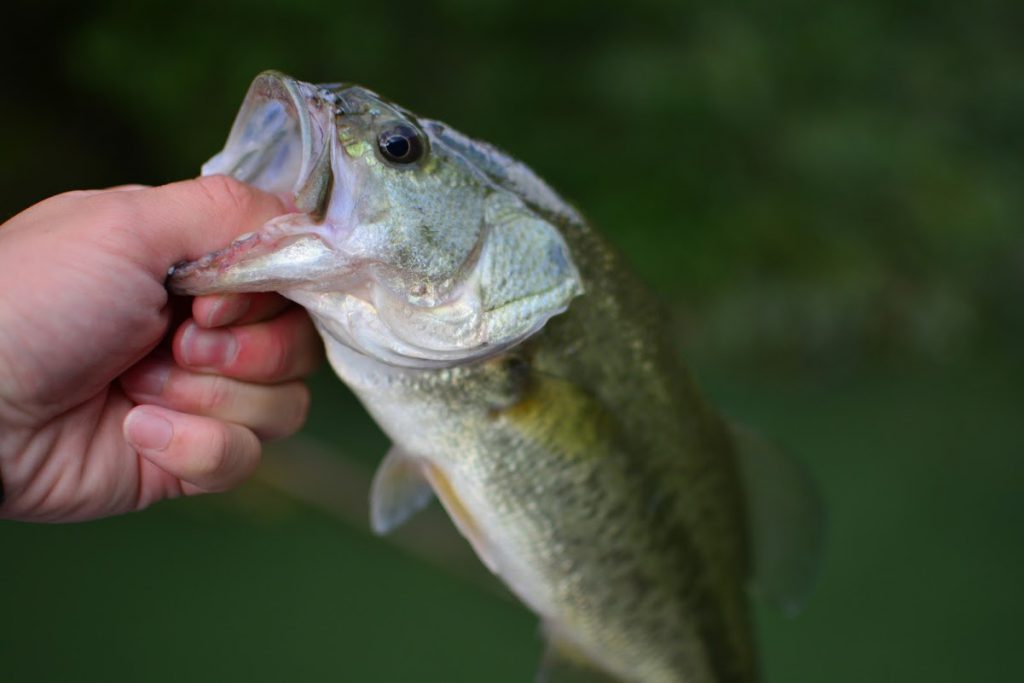 専門用語なしのバス釣りのススメ。この春バス釣り始めませんか。 | ikahime