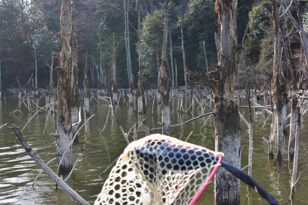 カバーネコリグ[スナッグレスネコリグ]+ベイトフィネスの有用性と釣り方のコツ3選。 | ikahime | 2ページ目