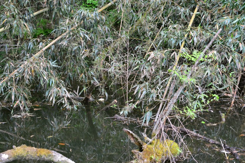 エバーグリーン[FACT]ラストエースの使い方。サイトは放置が良い理由。 | ikahime