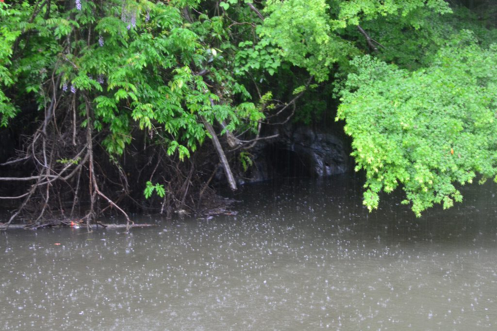 エバーグリーン[FACT]ラストエースの使い方。サイトは放置が良い理由。 | ikahime | 2ページ目