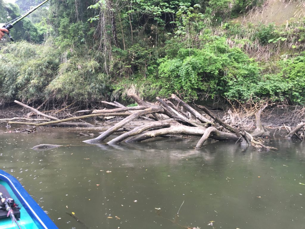 週末亀山！アフタースポーンパターン激ハマり！良型GET！ | ikahime