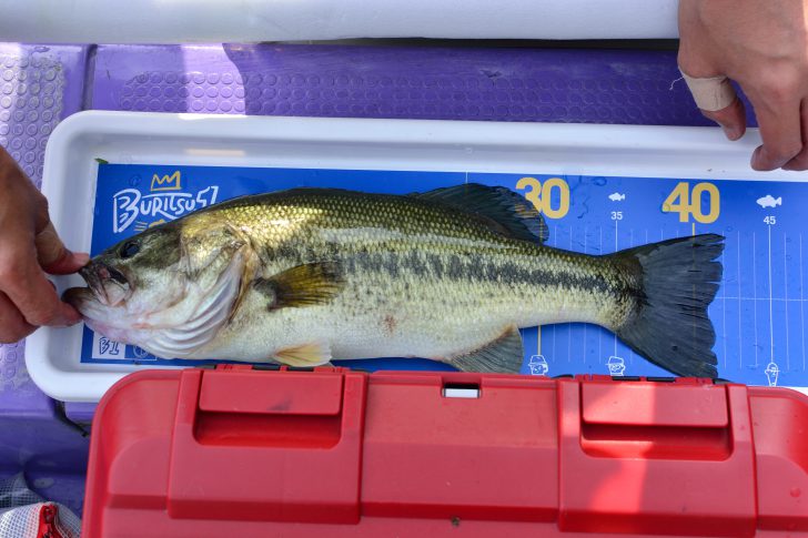 ワームは動かした方がいいのか。動かさない方がいいのか。 | ikahime | 2ページ目