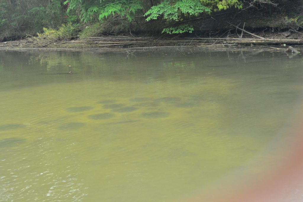 TALEXレンズ見え方レポート。イーズグリーンでギルネストを見た感じ。 | ikahime | 2ページ目