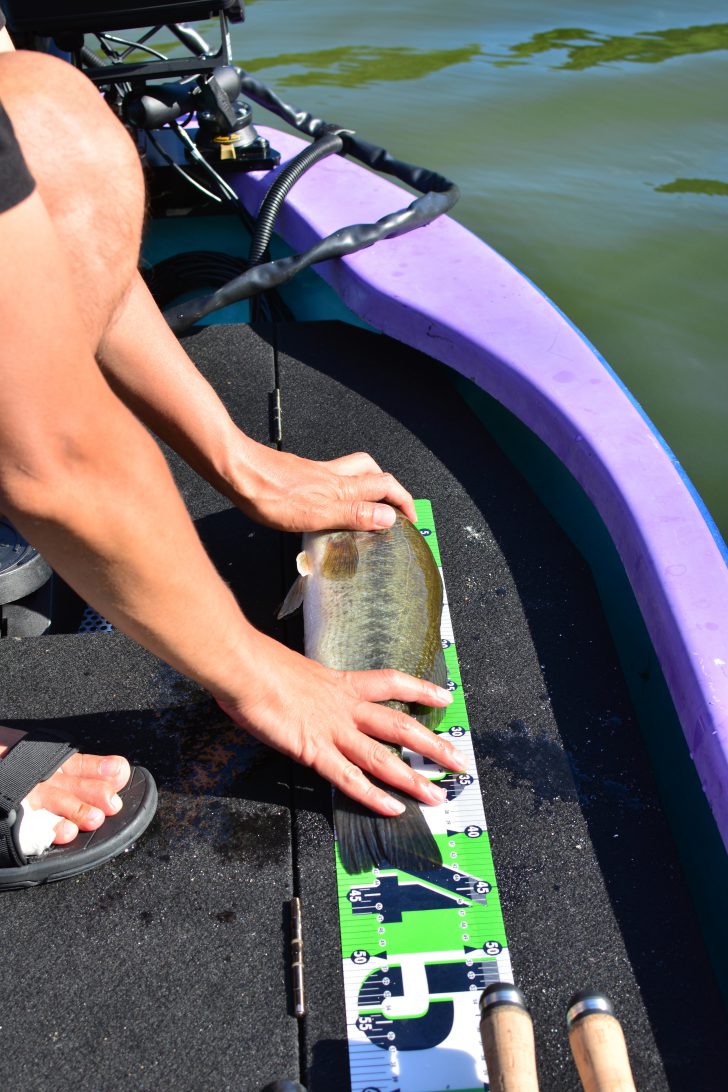 亀山ダム釣行。野村前祭りとワタカ喰いを狙う！ | ikahime | 2ページ目