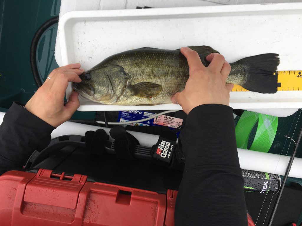 未曾有の大減水！津久井湖バス釣り。ラストエースで良型出たよ！ | ikahime