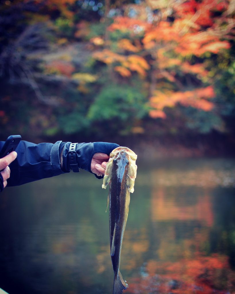 師走の三島湖バス釣り。シャローからバスが居なくなるXデーはいつなのか？まだ居たよw | ikahime