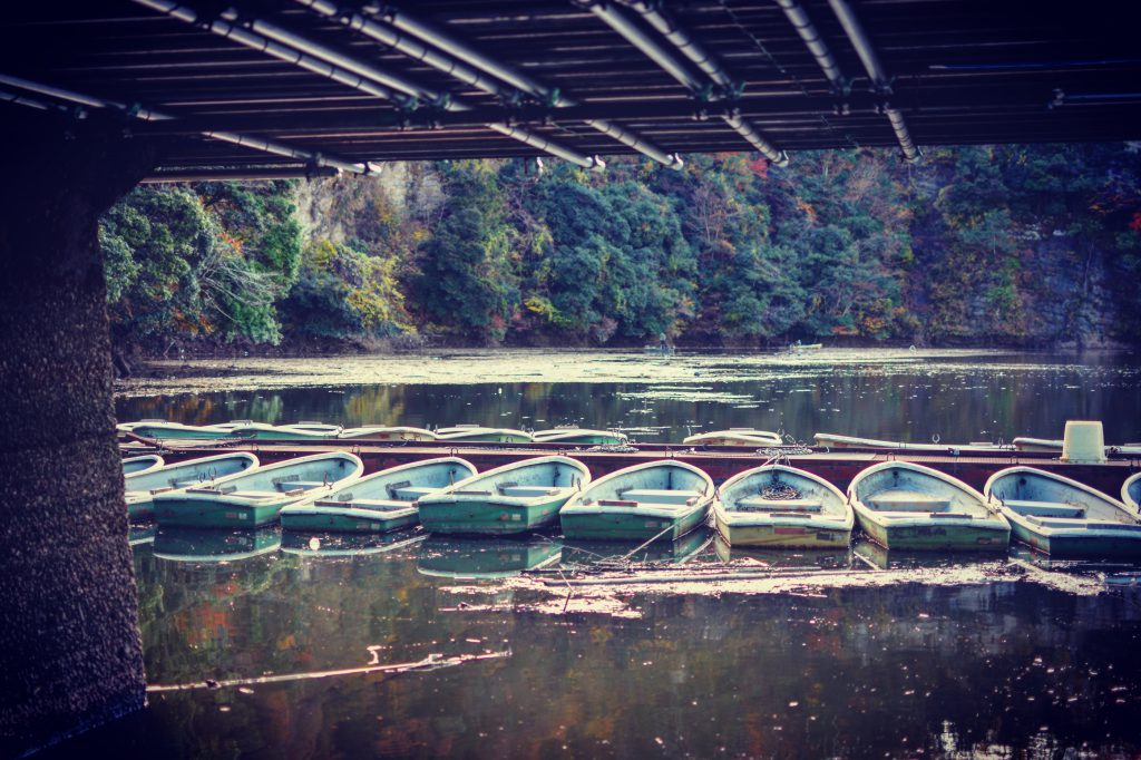 師走の三島湖バス釣り。シャローからバスが居なくなるXデーはいつなのか？まだ居たよw | ikahime