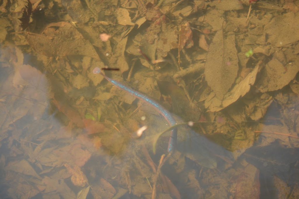 ボトムアップ ブレーバー5.7inみみずブルーフレークwith腐葉土 | ikahime