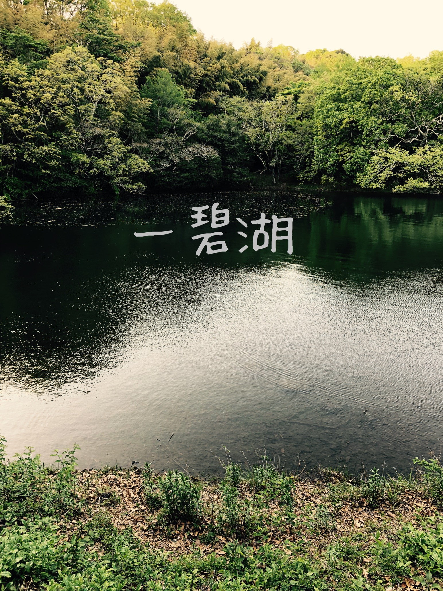 秘密の静岡フィールド探訪。一碧湖偵察レポ。 | ikahime