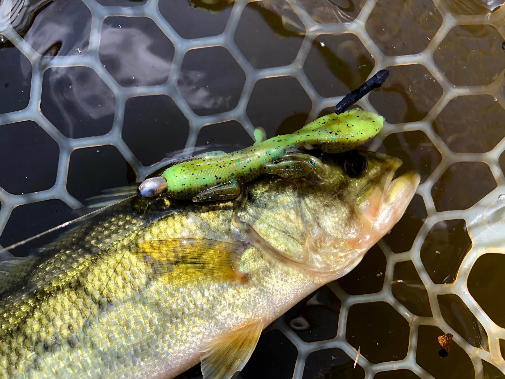 ゲーリーヤマモト モコリークロー インプレ。テキサス＆ジグトレーラーの神クロー系[実釣] | ikahime | 2ページ目