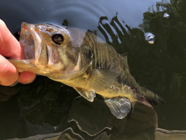 天才バスの特徴3選。 | ikahime