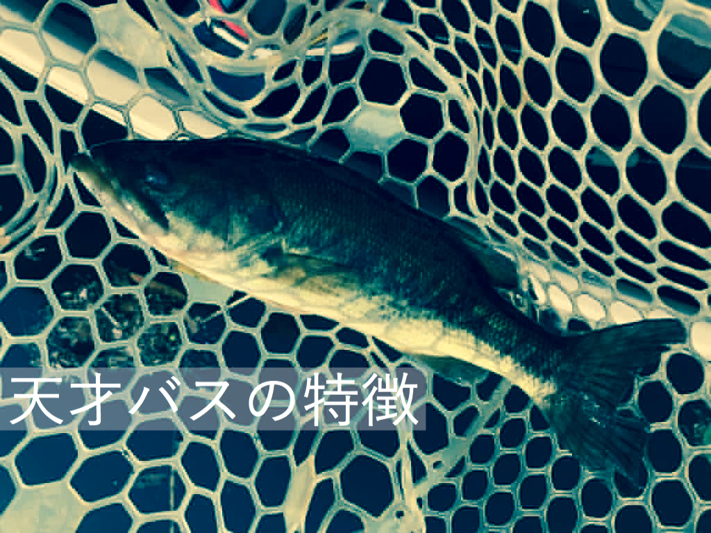 天才バスの特徴3選。 | ikahime