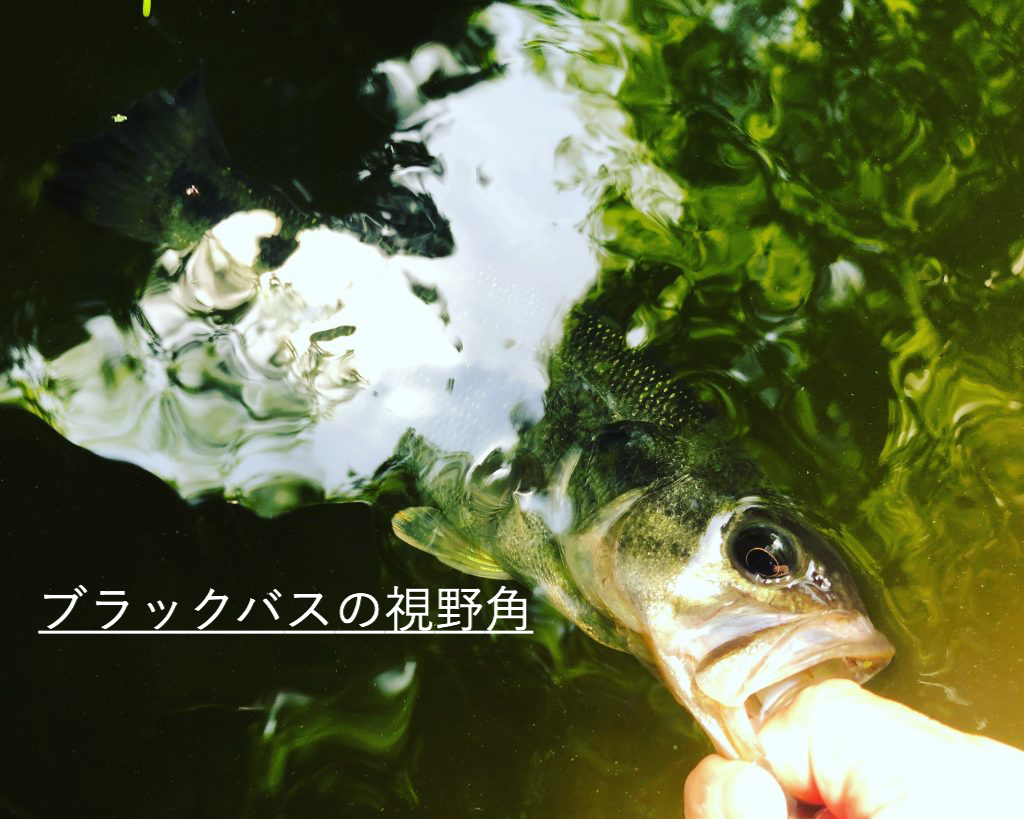 ブラックバスの視野角について。ブラックバスは真上がめっちゃ良く見える。 | ikahime