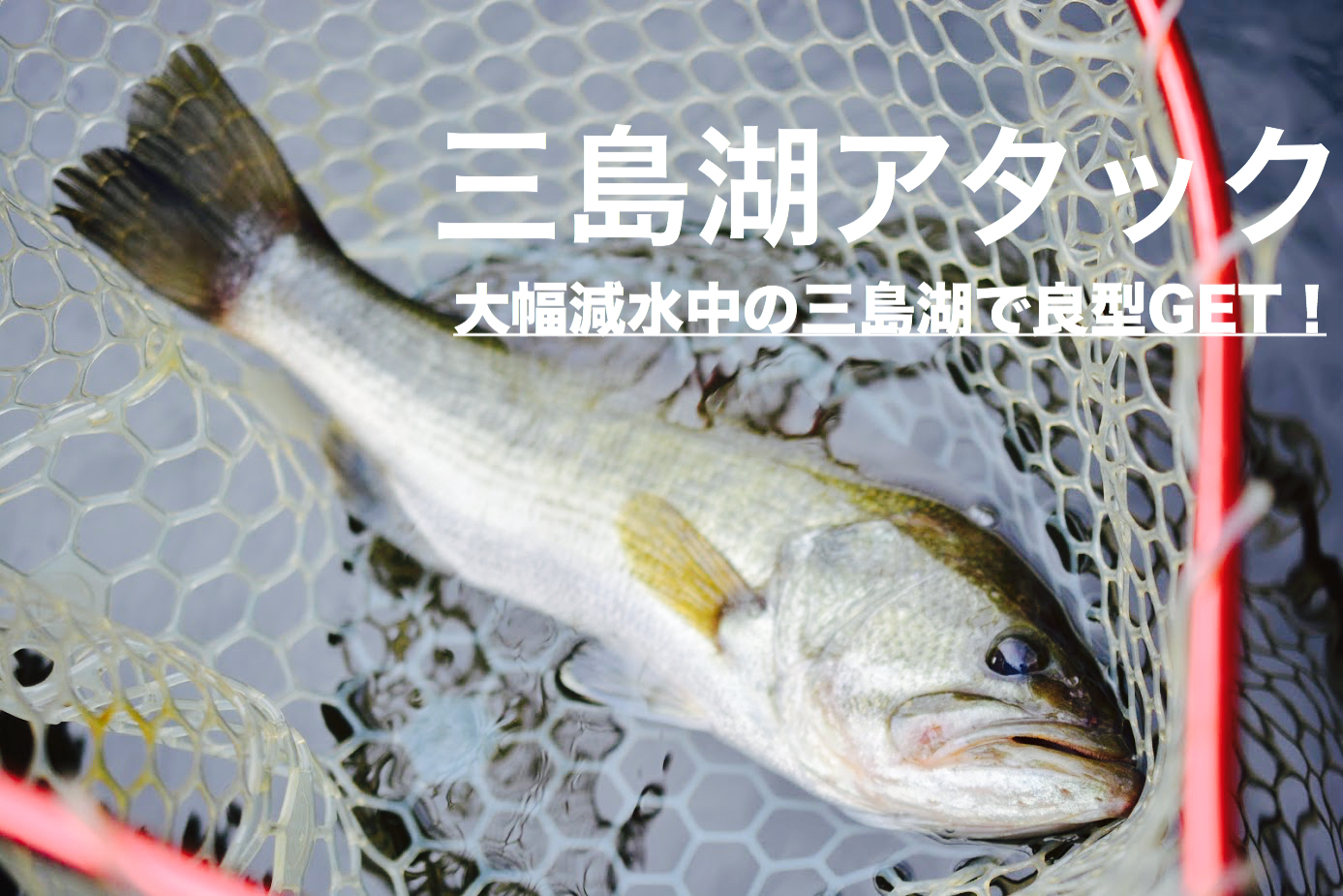 大減水の三島湖バス釣り。良型含む8本GET。 | ikahime