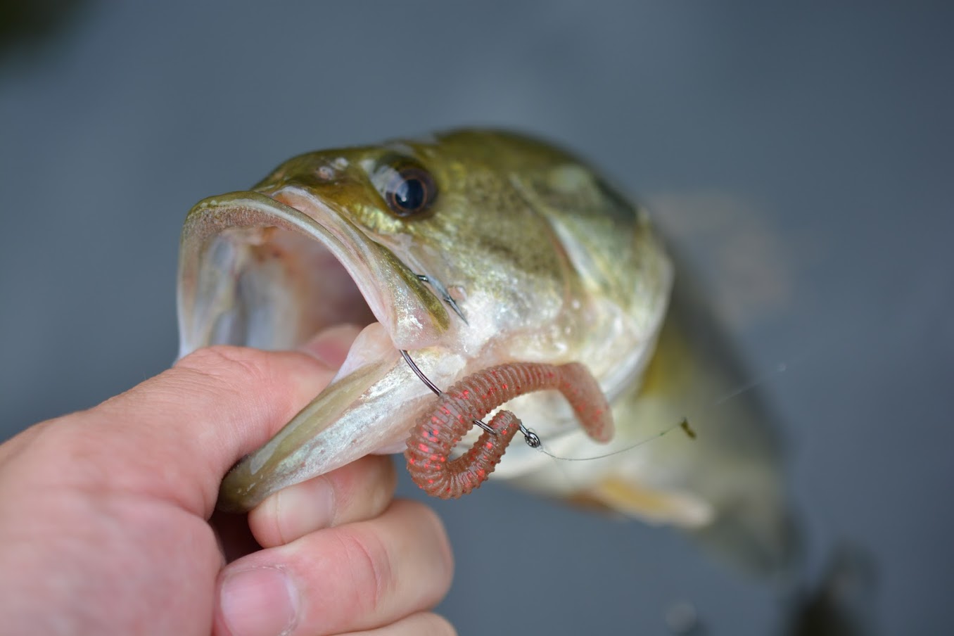 大減水の三島湖バス釣り。良型含む8本GET。 | ikahime | 2ページ目