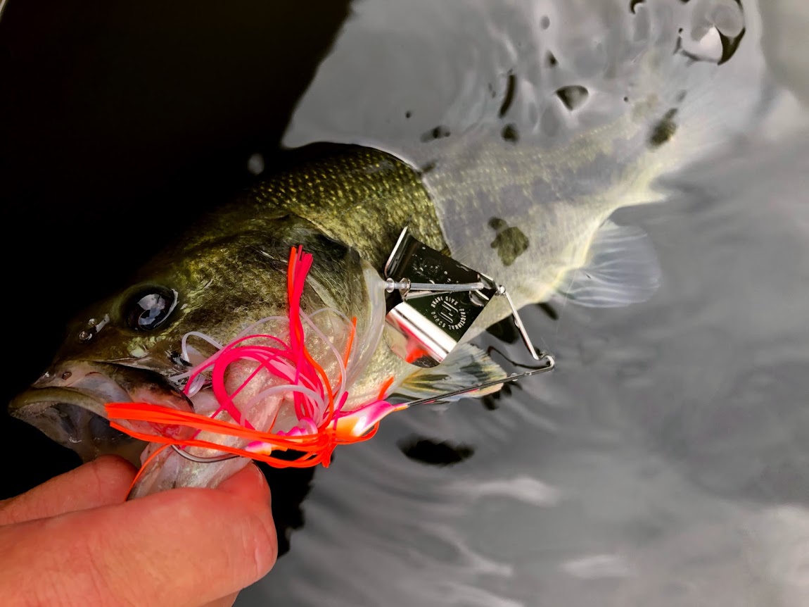 RAID JAPAN マスタブラスタ インプレ。エイジング不要のシブいサウンド。 | ikahime | 2ページ目