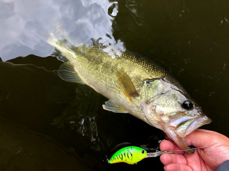 大減水の三島湖バス釣り。良型含む8本GET。 | ikahime