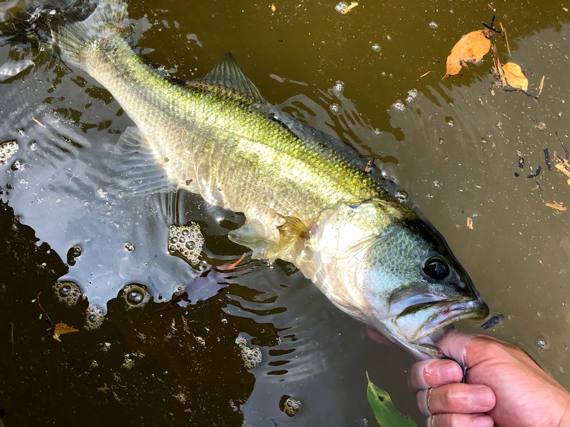 アチチな三島湖バス釣り。豊英からの放水MAXでどう変わるか。 | ikahime