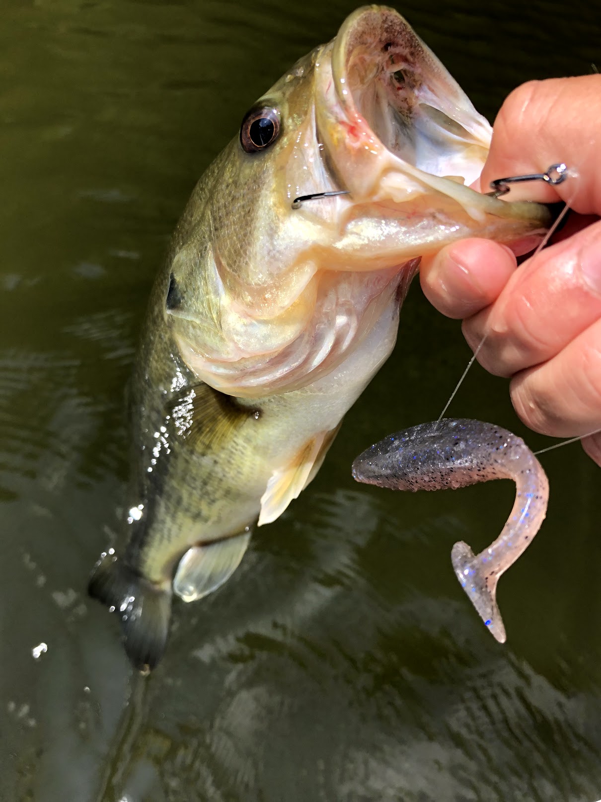 RYUGI LTオフセット インプレ。ズレない！シャッドテール用フックの最適解。 | ikahime