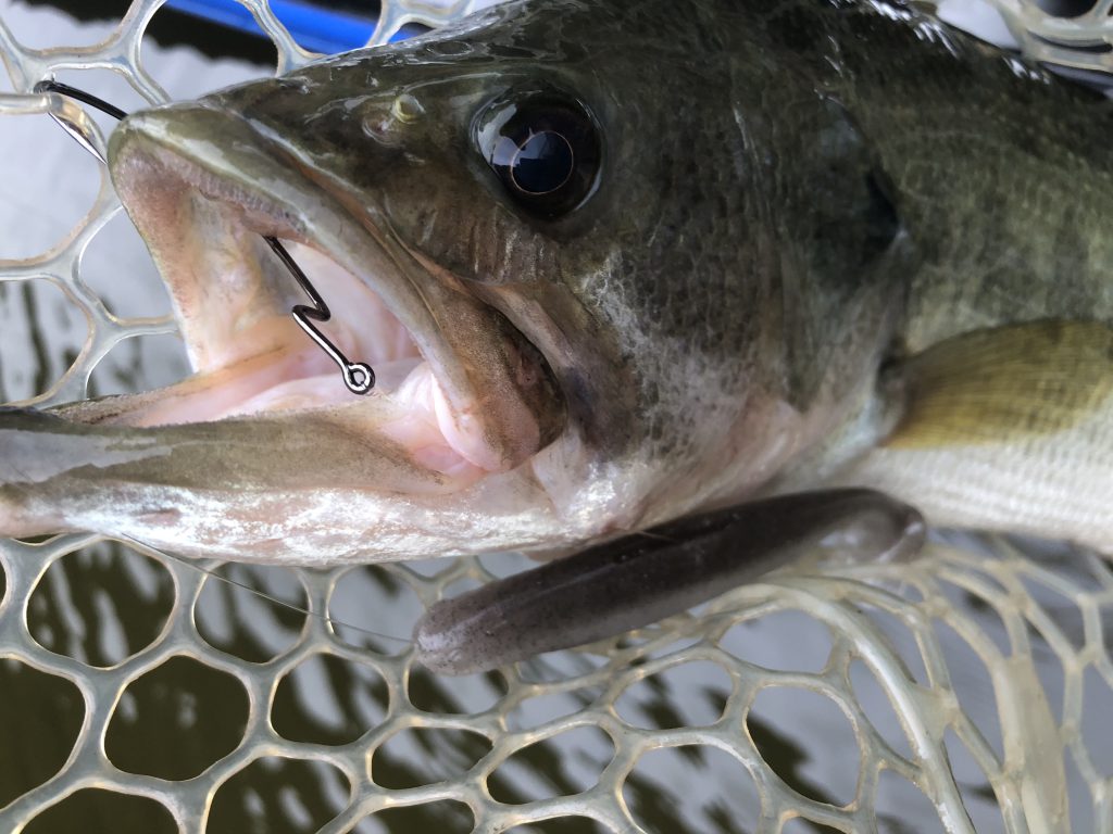 BOTTOM UP ヴァラップスイマーのサイトフィッシング。 | ikahime