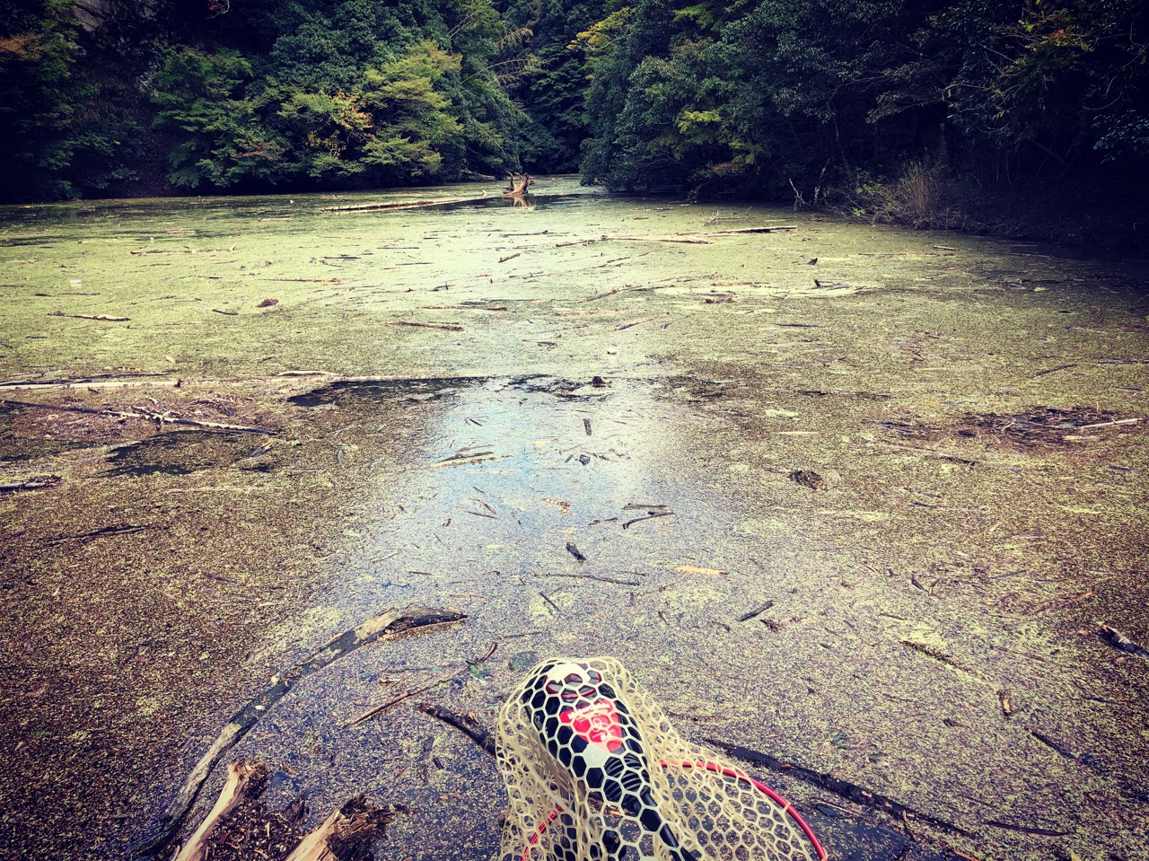 秋の戸面原ダムバス釣り。「濁りのライトリグ」の重要性 | ikahime