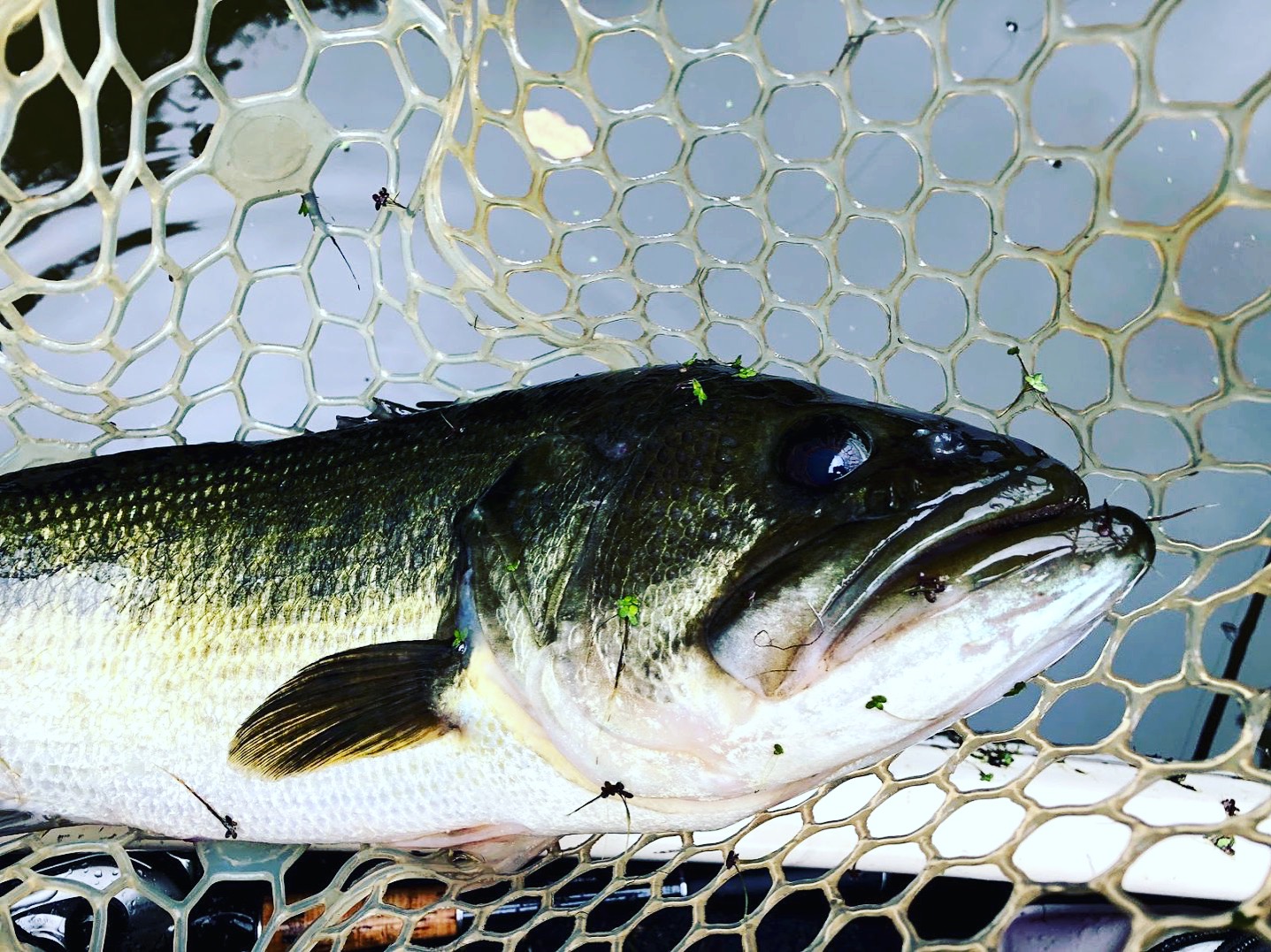 豊英ダムバス釣り。LC1.5スピンの巻きでほぼゴンザレス。 | ikahime