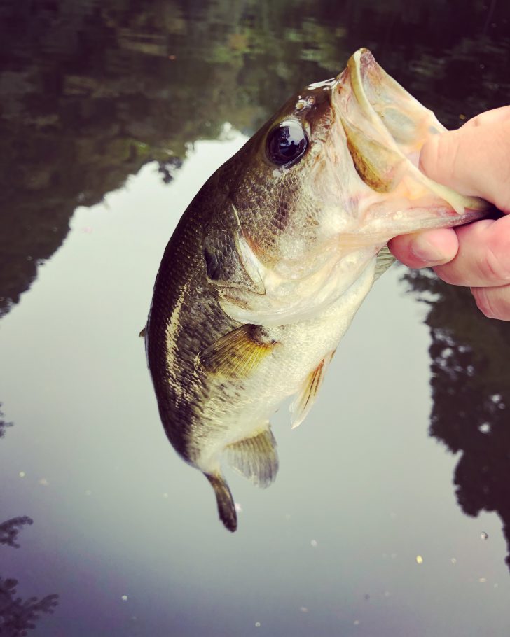 9月の片倉ダムバス釣り。「秋は巻きモノ」が効かないとき。 | ikahime | 2ページ目
