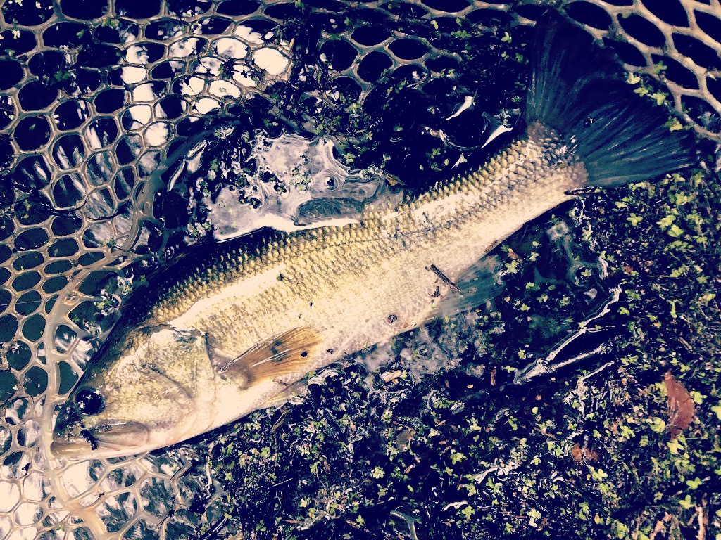 豊英ダムバス釣り。LC1.5スピンの巻きでほぼゴンザレス。 | ikahime