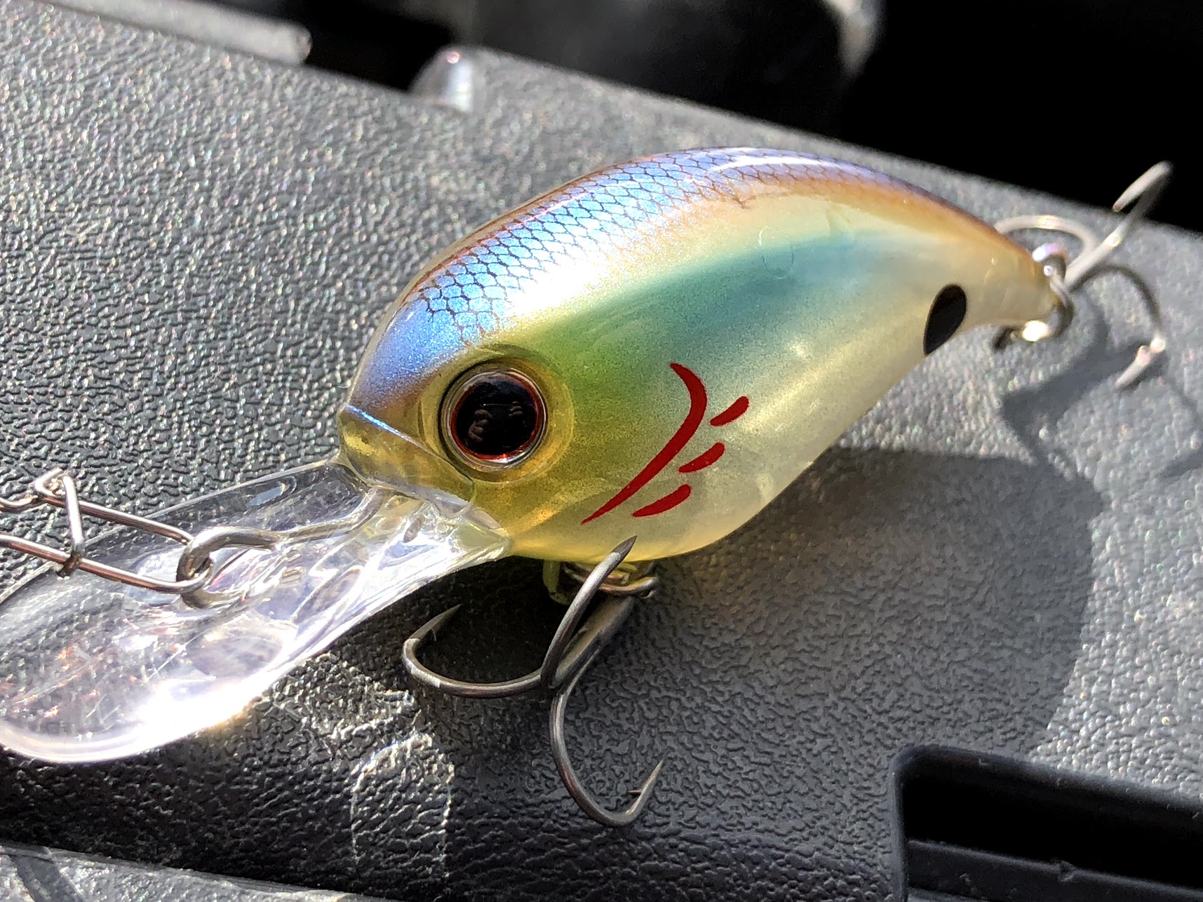 DSTYLE クロールアップ。小粒でもピリリと辛いやつ。 | ikahime