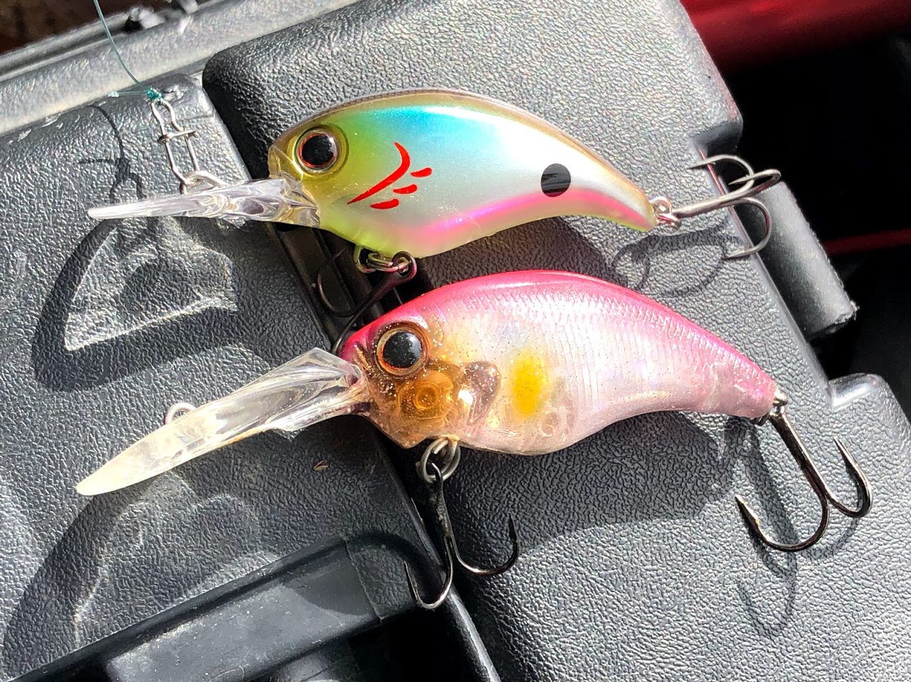 DSTYLE クロールアップ。小粒でもピリリと辛いやつ。 | ikahime