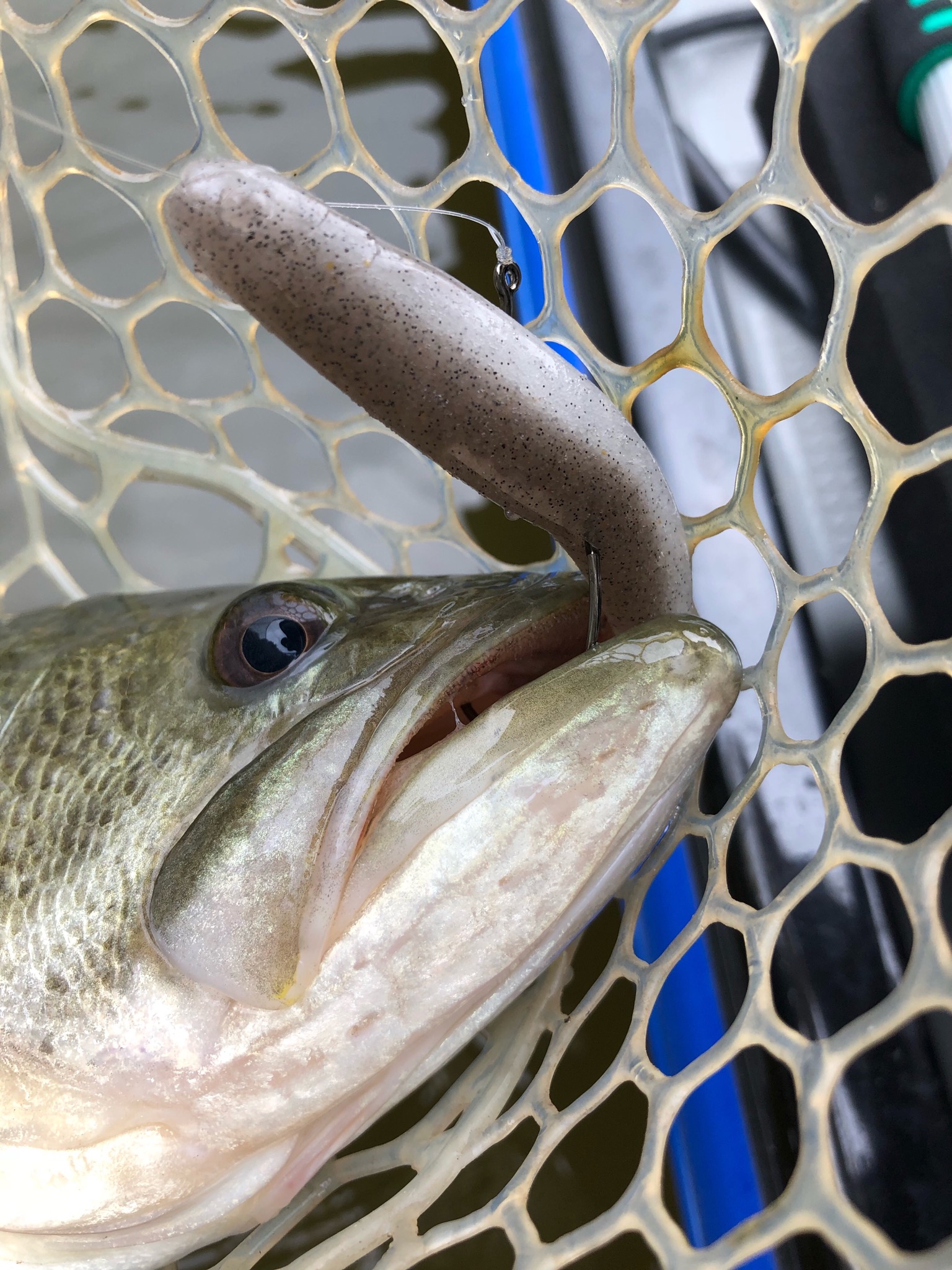 【実践】三島湖で釣れる&効くルアー。 | ikahime | 2ページ目