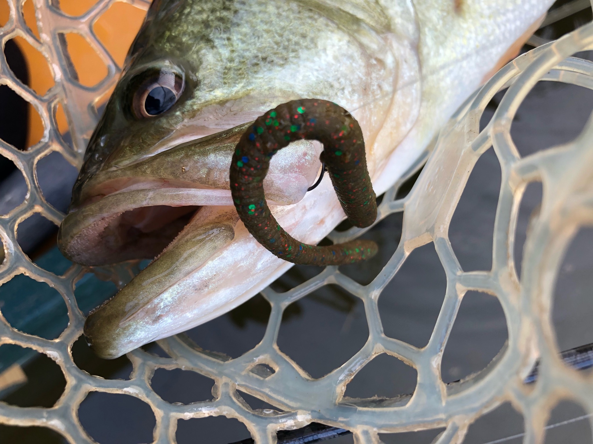 【実践】三島湖で釣れる&効くルアー。 | ikahime | 2ページ目