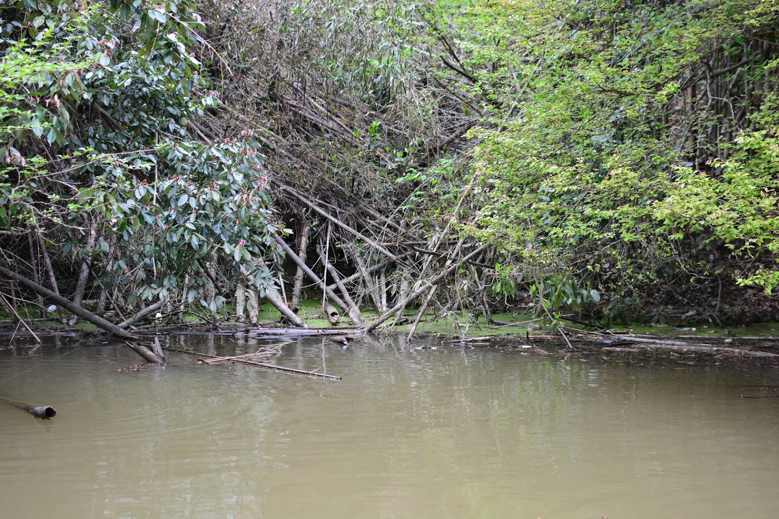 NEOバス釣り用語集。 | ikahime