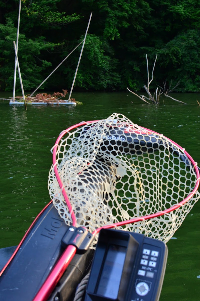 NEOバス釣り用語集。 | ikahime