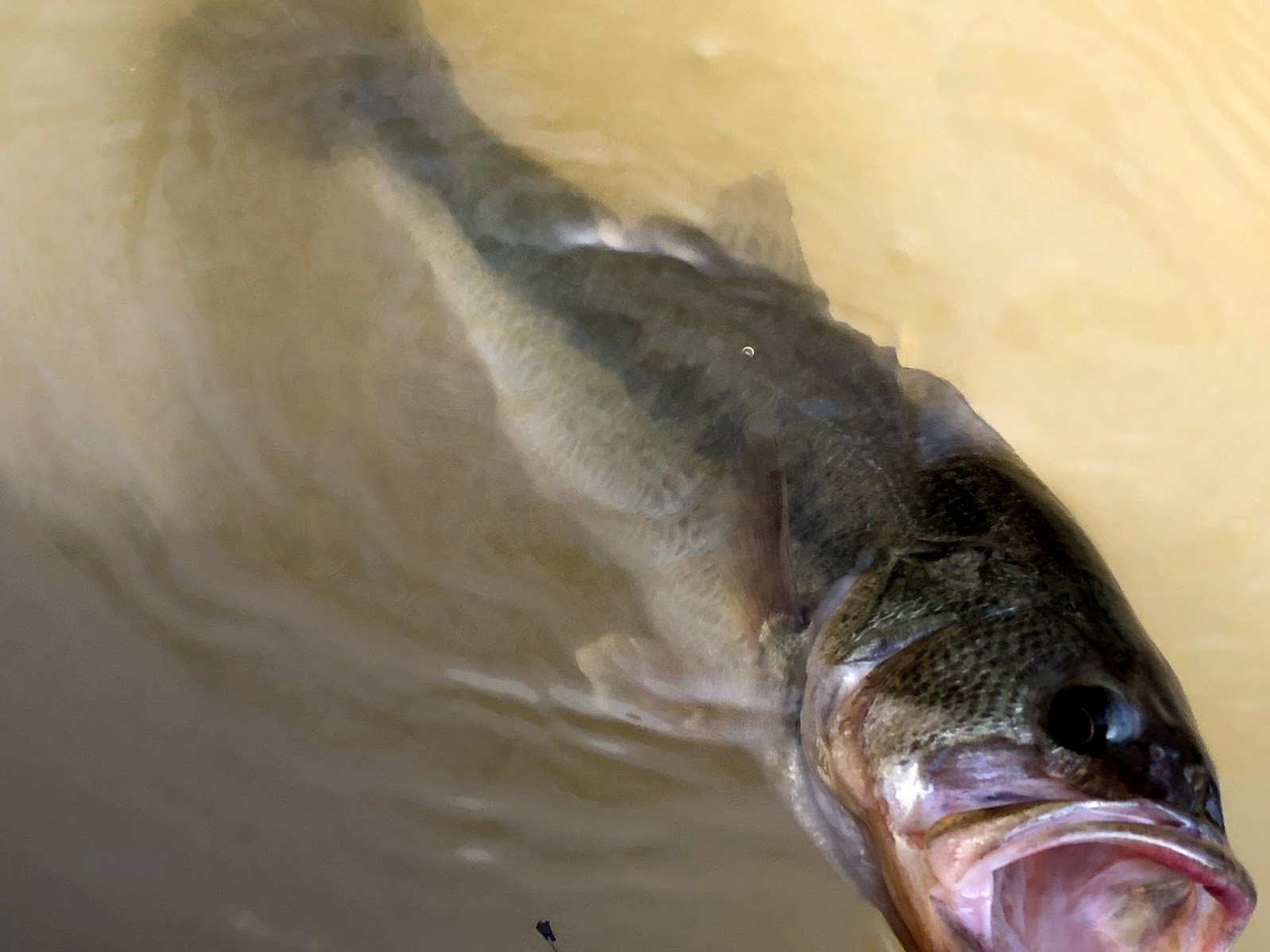 NEOバス釣り用語集。 | ikahime | 2ページ目