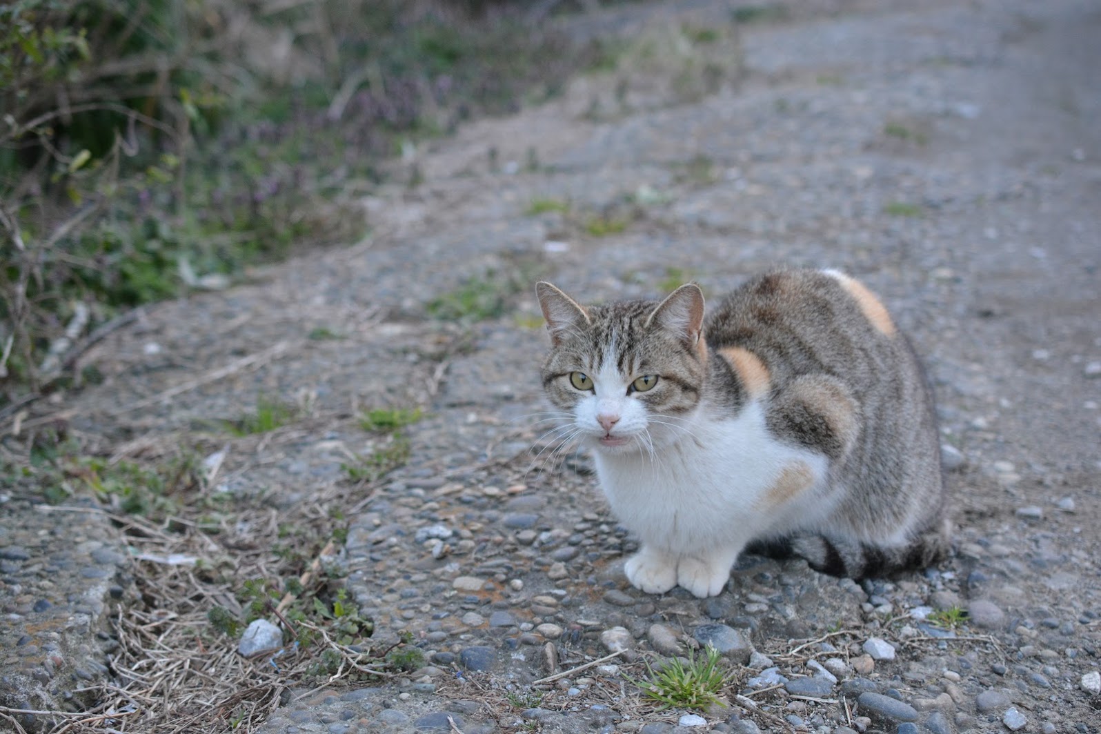三島湖に春爆狙いに行ったけど春ボコ喰らった話。 | ikahime | 2ページ目
