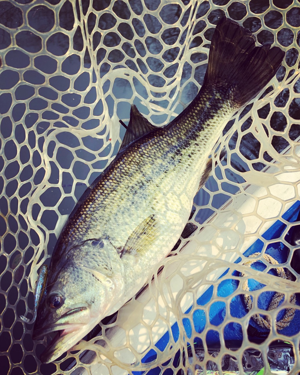 【バス釣り考】喰えない魚釣って何が楽しいの？に対する私の回答。 | ikahime