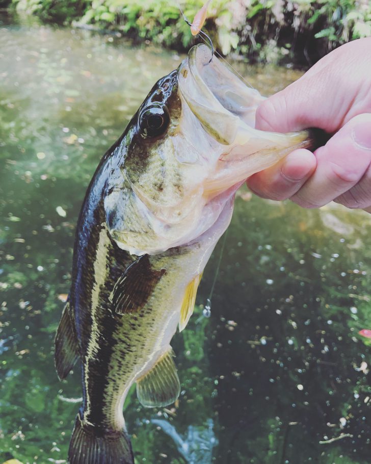 片倉ダム 虫パターンで数釣り！の巻 〜動かし方やエリアなど〜 | ikahime