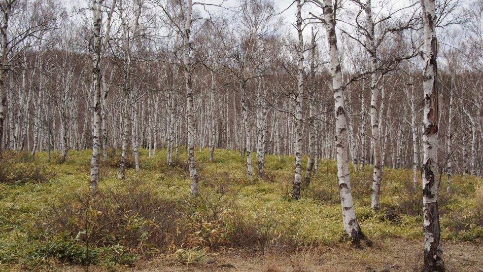 標高1000mのバスフィッシング。長野県 蓼科湖フィールドレポート。 | ikahime
