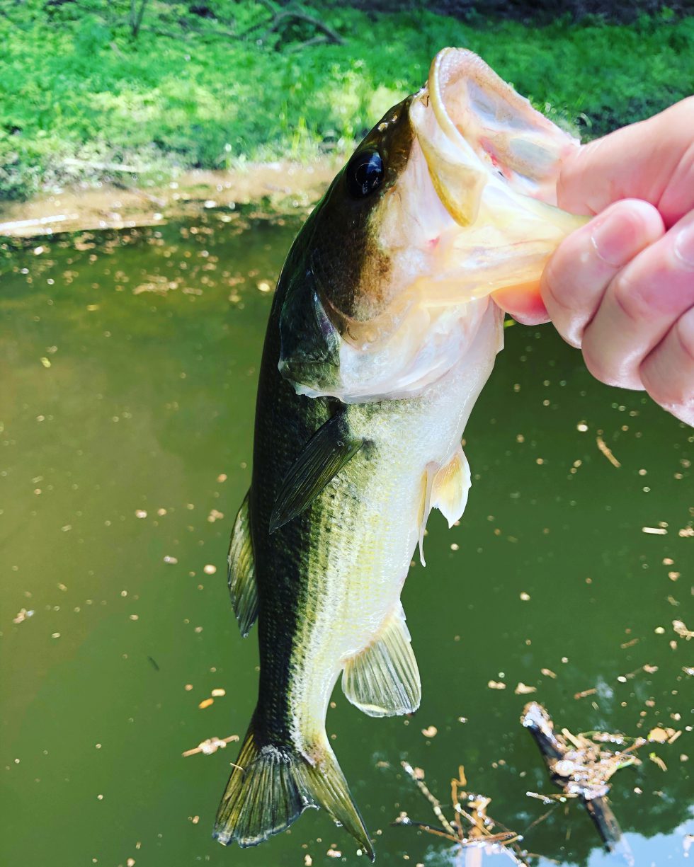 三島湖バス釣り。梅雨の晴れ間にスタッガーワイドツインテールテキサスで40UPほか。 | ikahime | 2ページ目