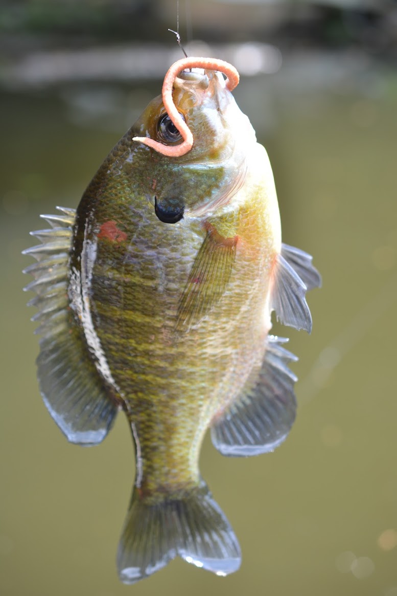 三島湖バス釣り。梅雨の晴れ間にスタッガーワイドツインテールテキサスで40UPほか。 | ikahime | 2ページ目