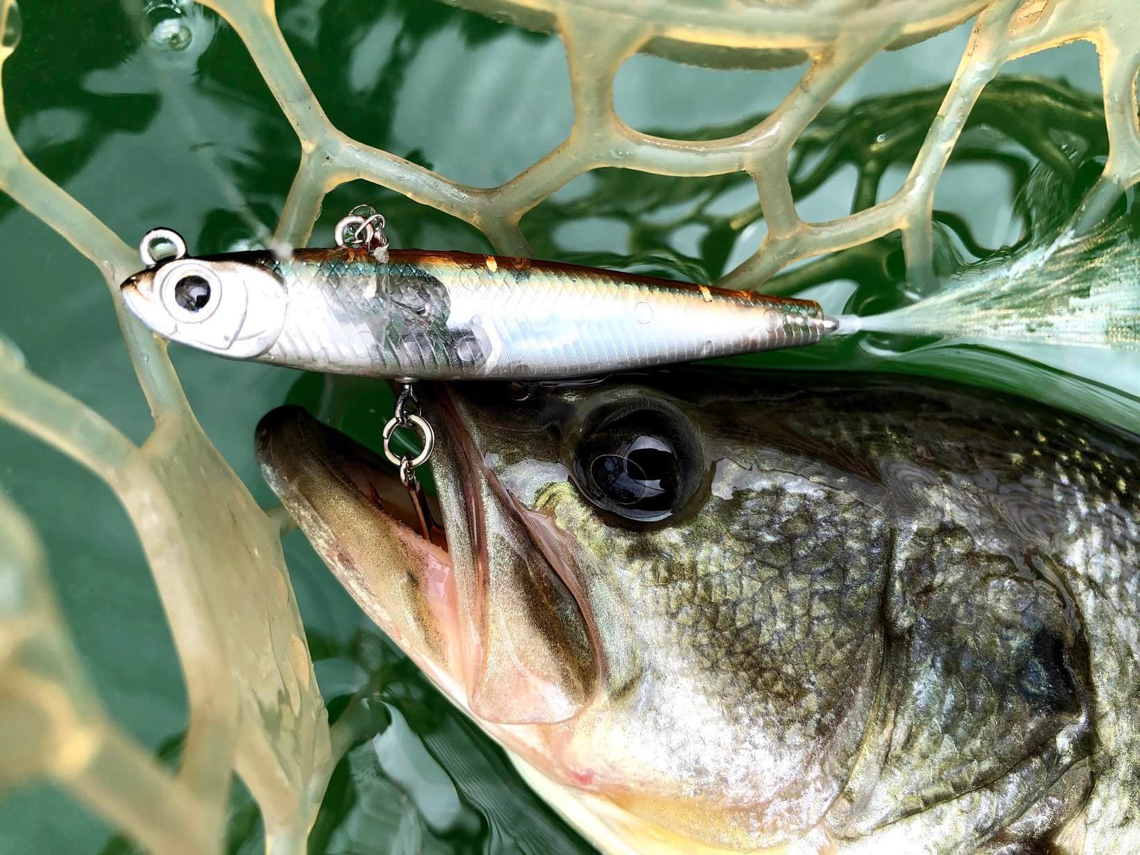 ティムコ トラファルガー7は普通のi字系じゃない！感動の鬼ロールアクション。[実釣インプレ] | ikahime | 2ページ目