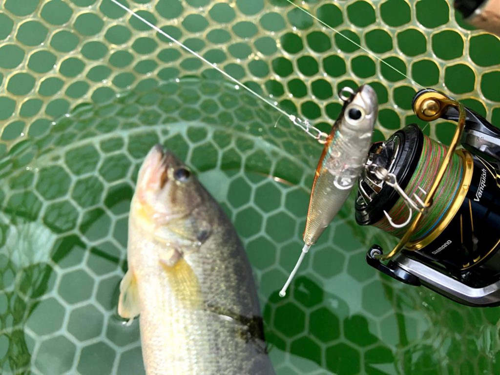 ティムコ トラファルガー7は普通のi字系じゃない！感動の鬼ロールアクション。[実釣インプレ] | ikahime