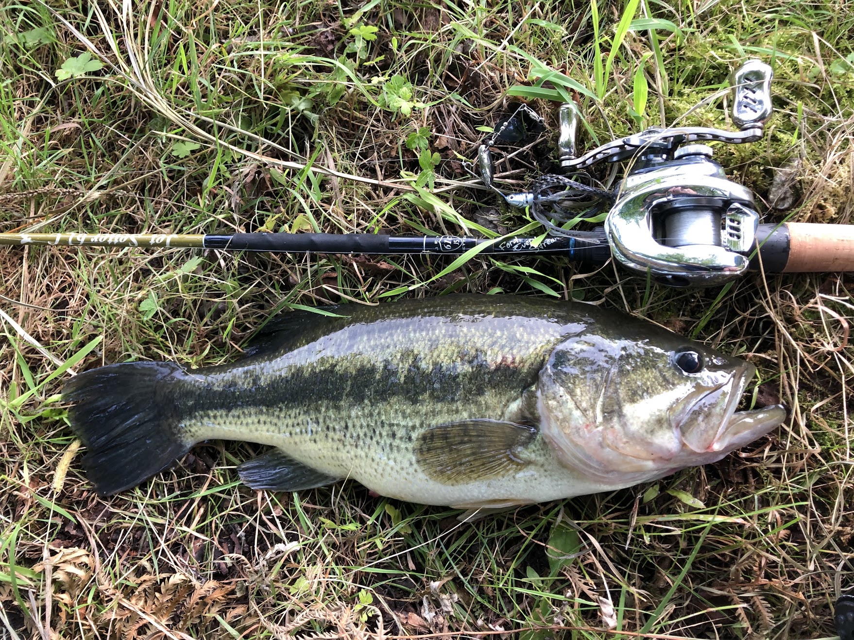 今年のMVPfishを晒す[2019] | ikahime