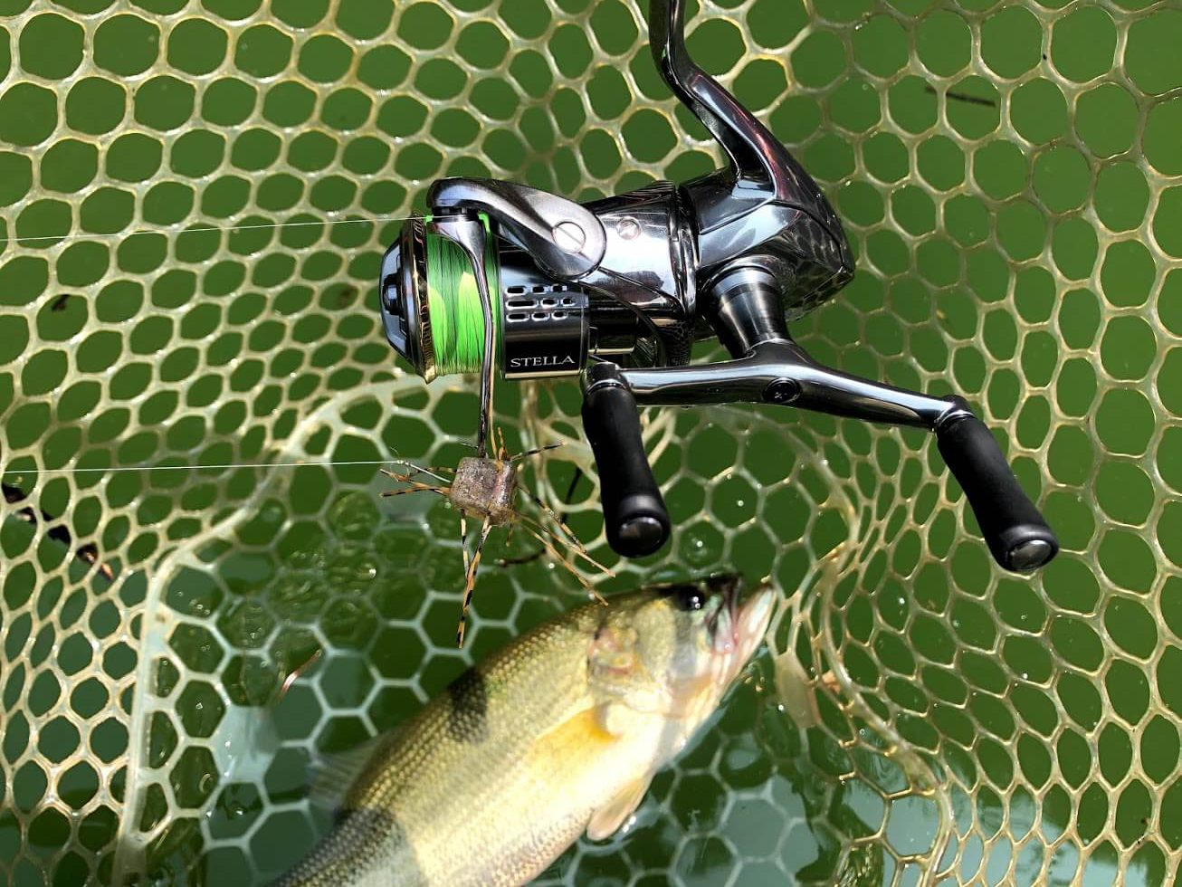 シマノ小型スピニングリールの選び方。2500S番と2000S番どっちがおすすめ？ | ikahime