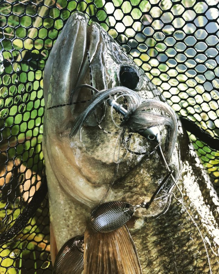 長野 蓼科湖 釣行。ボトムアップ ビーブルで40UP 1本。3日やったものの、1本のみ。 | ikahime | 2ページ目